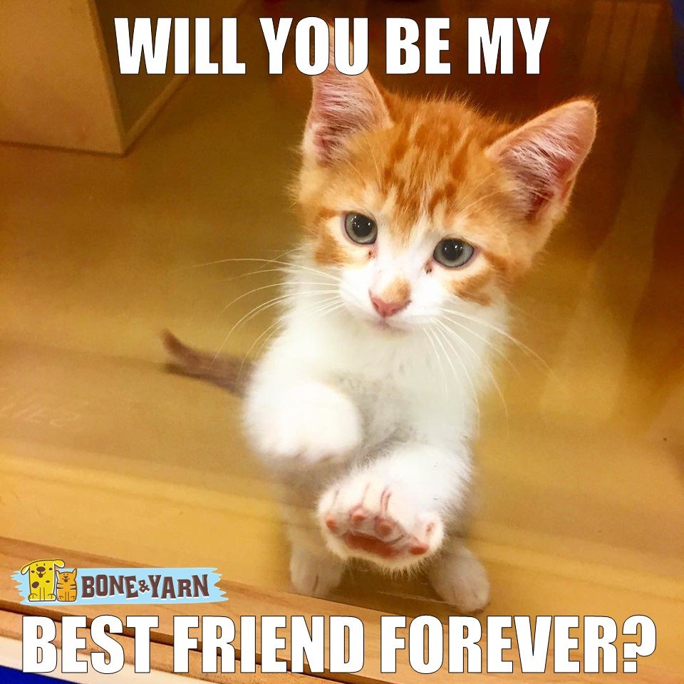 Your Cat Thinks You re A Crazy Primate Bone Yarn