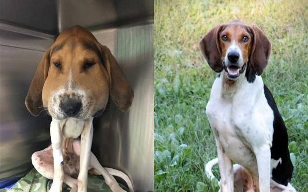Dog with Extremely Swollen Head Makes Unbelievable Recovery