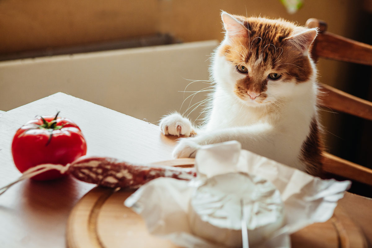 Can Cats Have Salami? Weighing the Pros and Cons of This Salty Snack